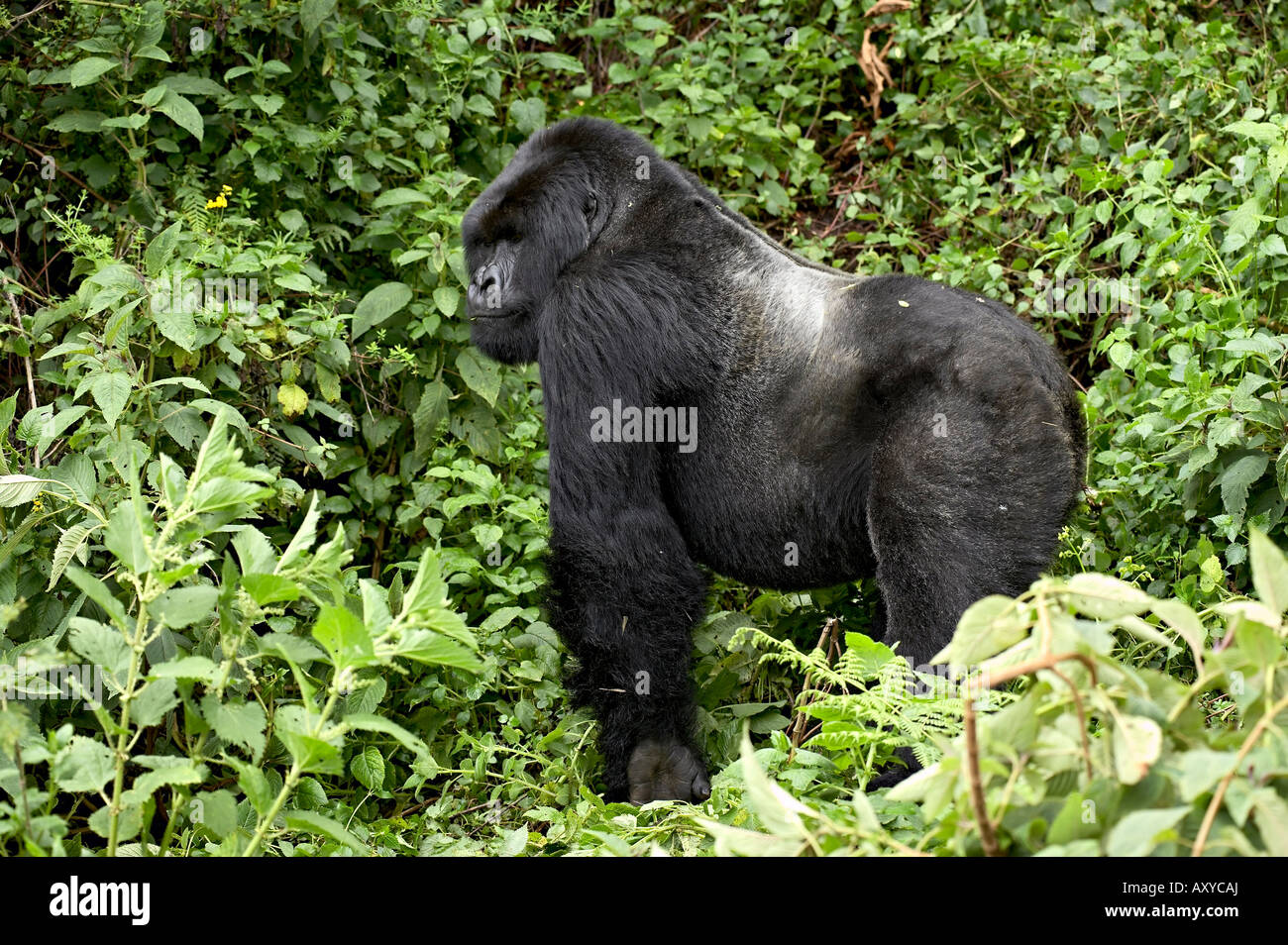 Silverback mountain gorilla (Gorilla gorilla beringei) standing in ...