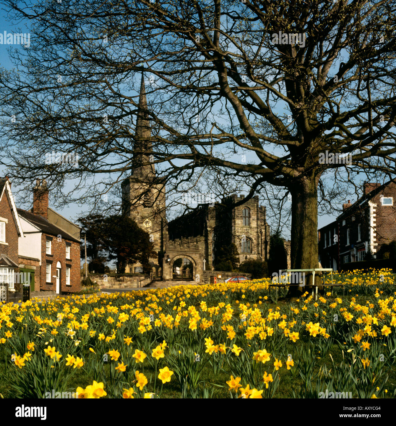 Astbury cheshire daffodils hi-res stock photography and images - Alamy