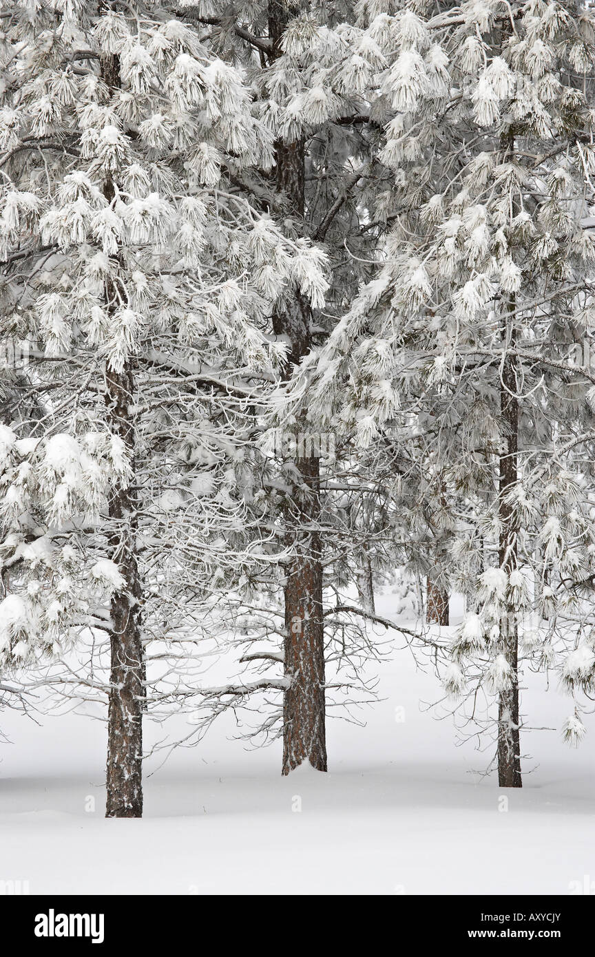 Snow-covered pine trees, Bryce Canyon National Park, Utah, United ...