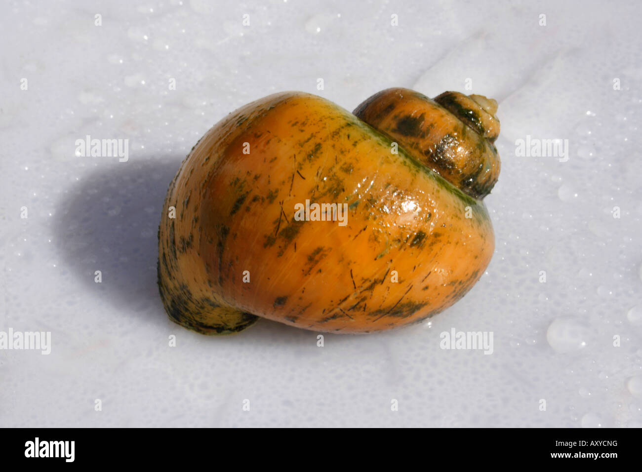Mollusc seafood hi-res stock photography and images - Alamy