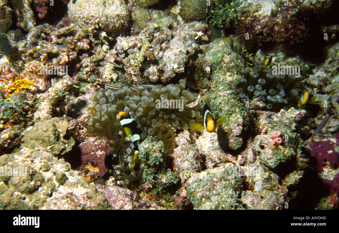 Maldives Underwater fish behaviour saddleback anenomefish Amphiprion ...