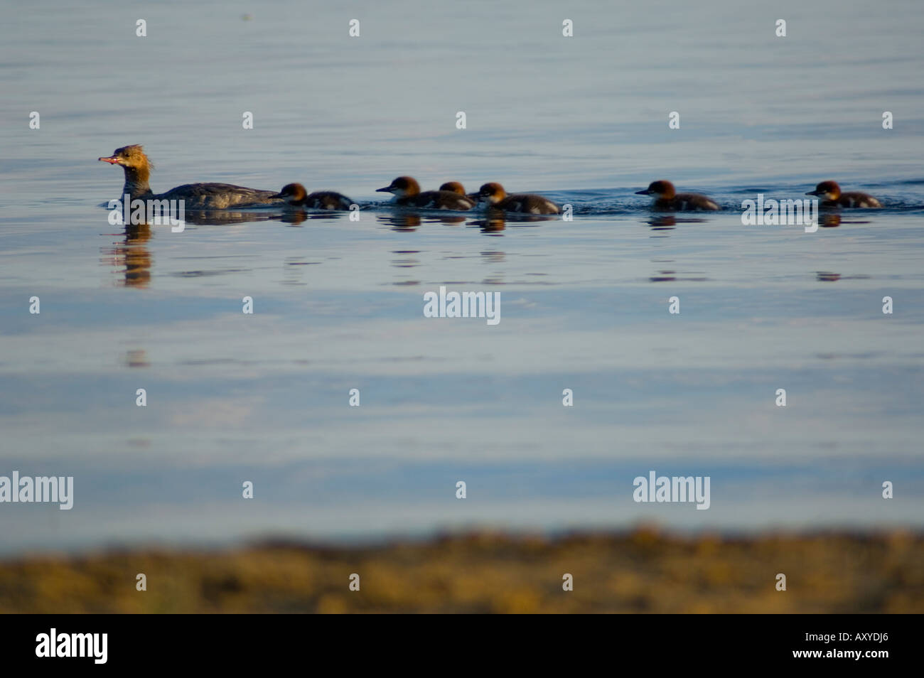 Mother and baby bird chicks swimming in line still calm blue water Lake ...