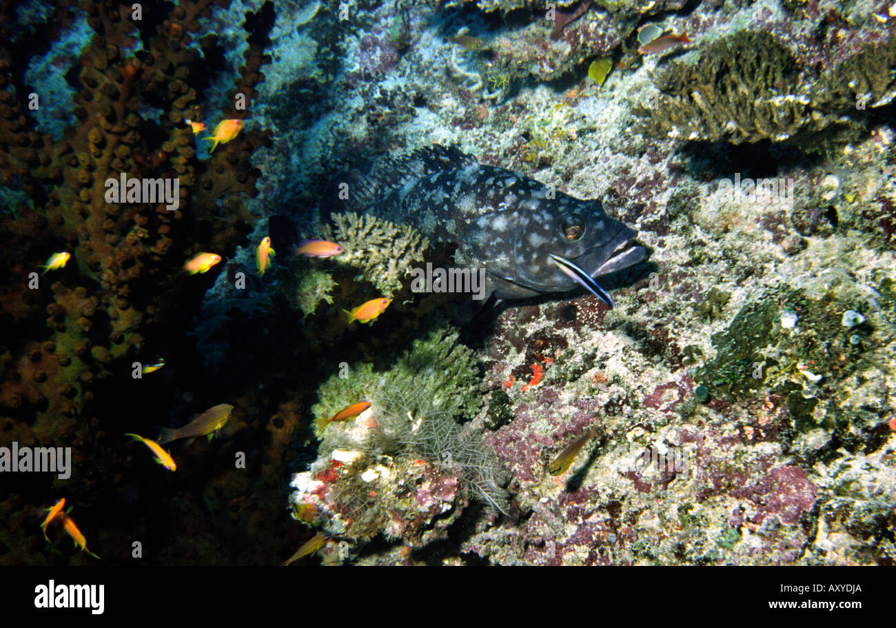 Cleaner wrasse inside grouper hi-res stock photography and images - Alamy