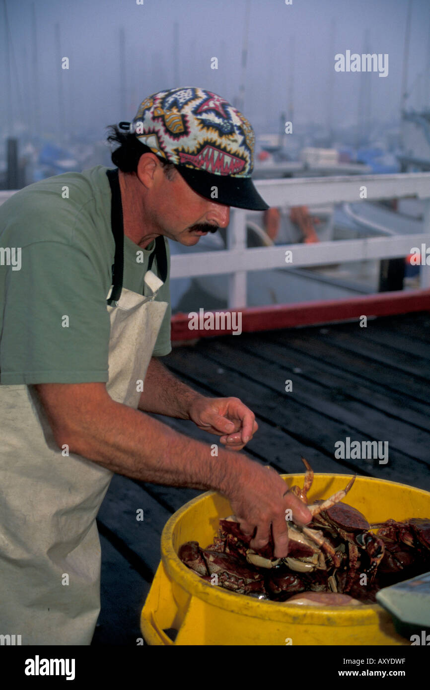 Commercial Fisherman weigh bucket of fresh crab on dock Santa Barbara ...