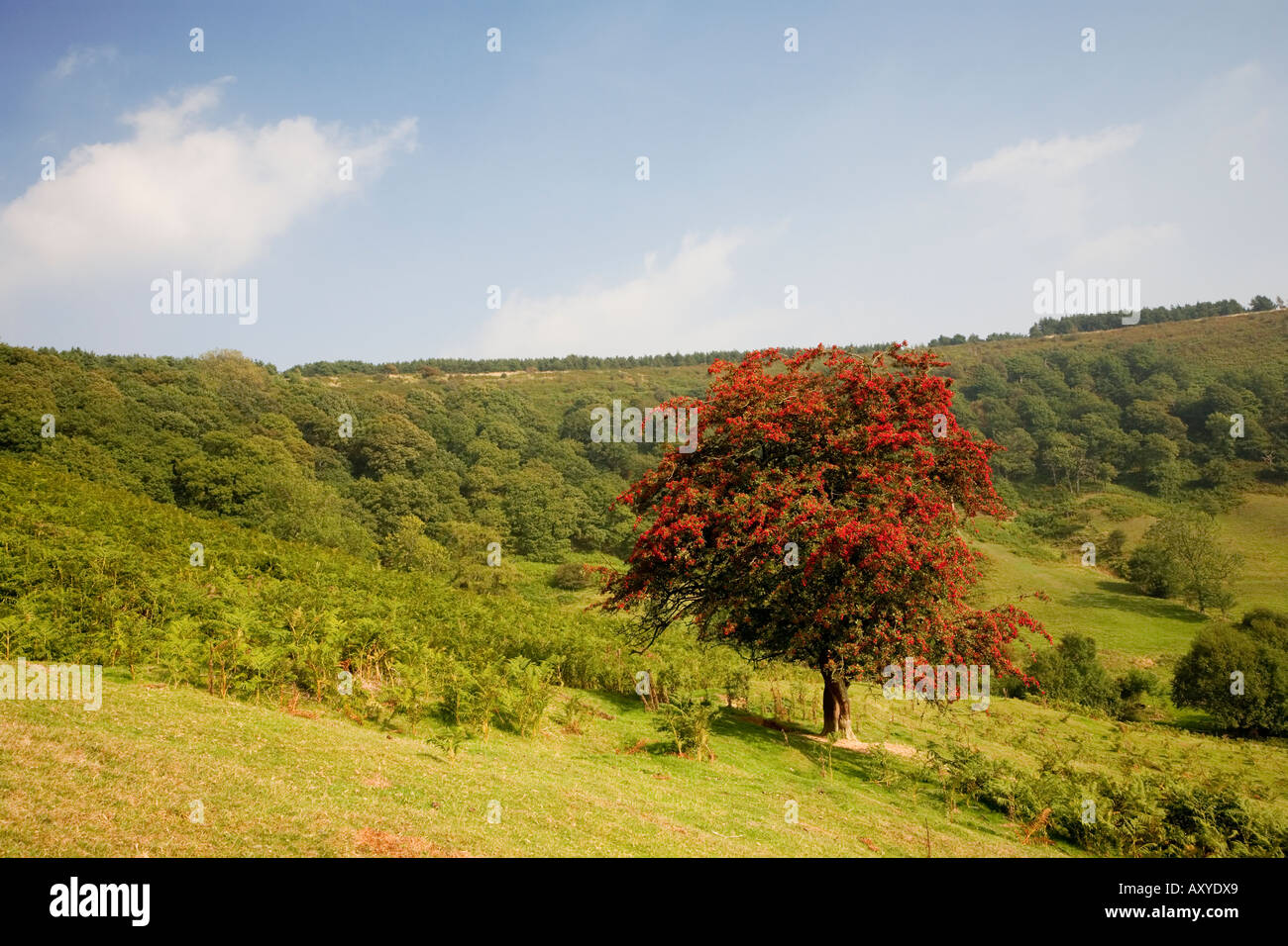 Hawthorn tree in the Hole of Horcum in the North Yorkshire moors ...