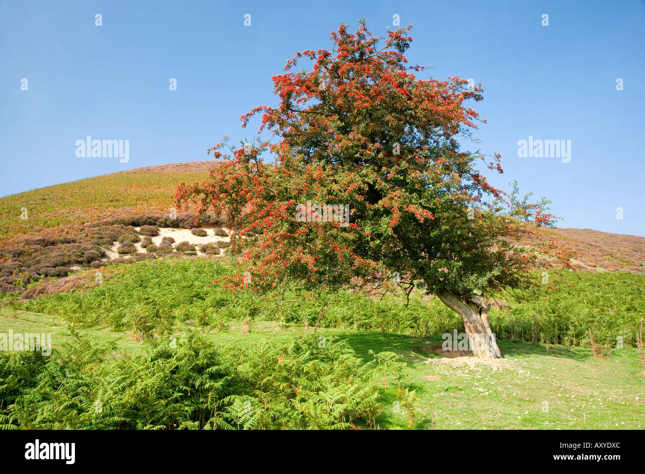 Hawthorn tree in the Hole of Horcum in the North Yorkshire moors ...