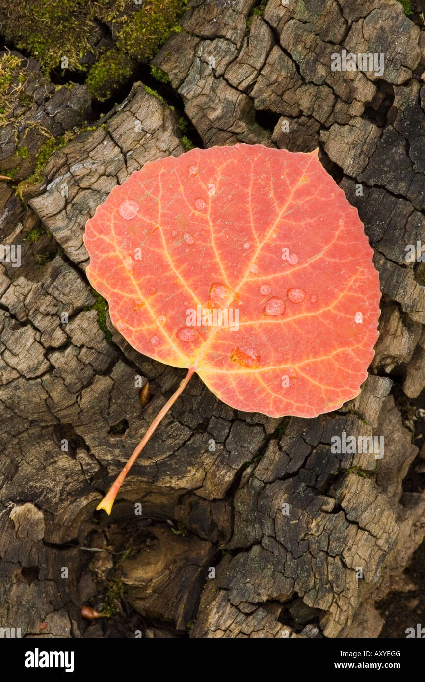 Aspen wood texture hi-res stock photography and images - Alamy