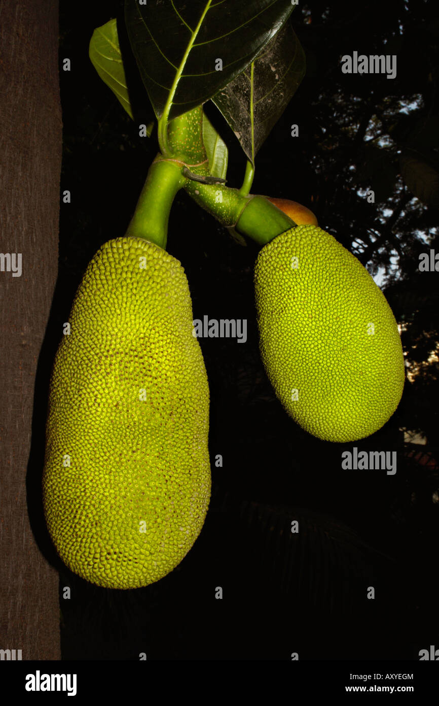 Jack fruits on a tree trunk Stock Photo - Alamy