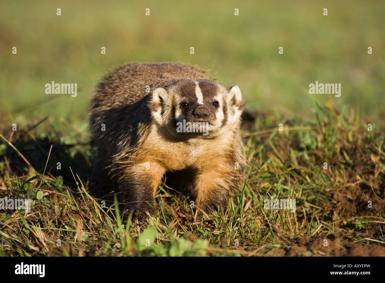 Badger close up hi-res stock photography and images - Alamy