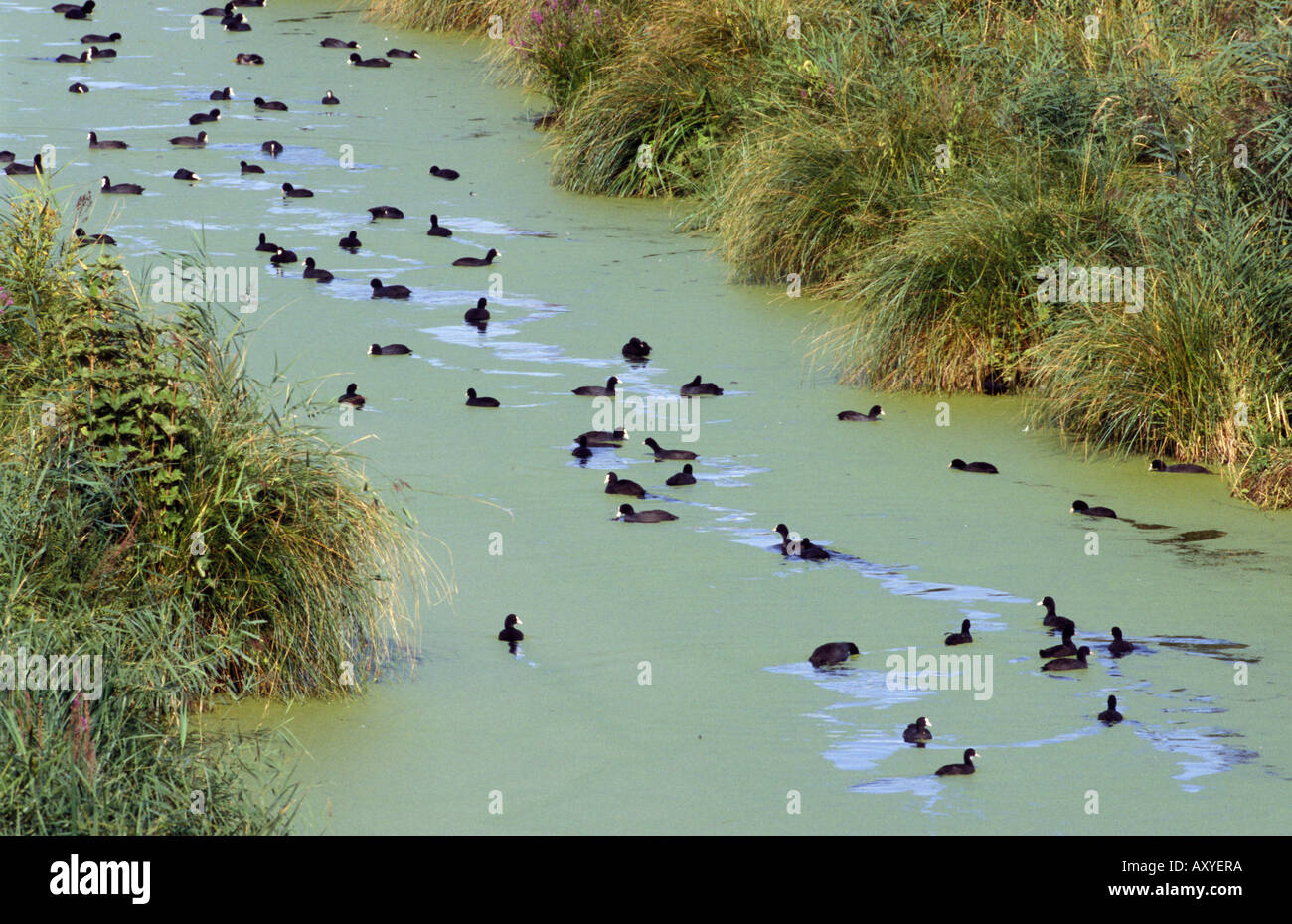 Marais Vernier - Normandy - France Coots gathered in an inlet Stock ...