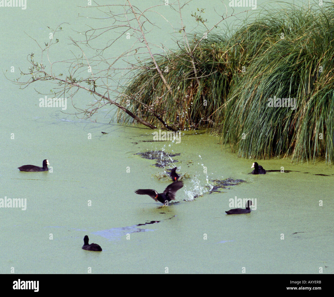 Fighting normandy hi-res stock photography and images - Alamy