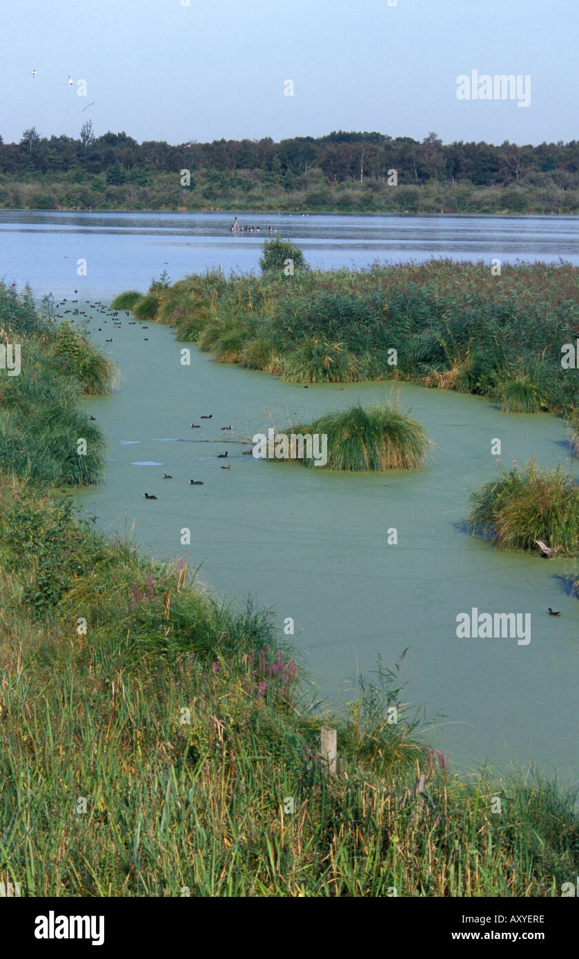 Marais Vernier - Normandy - France Wetlands Stock Photo - Alamy