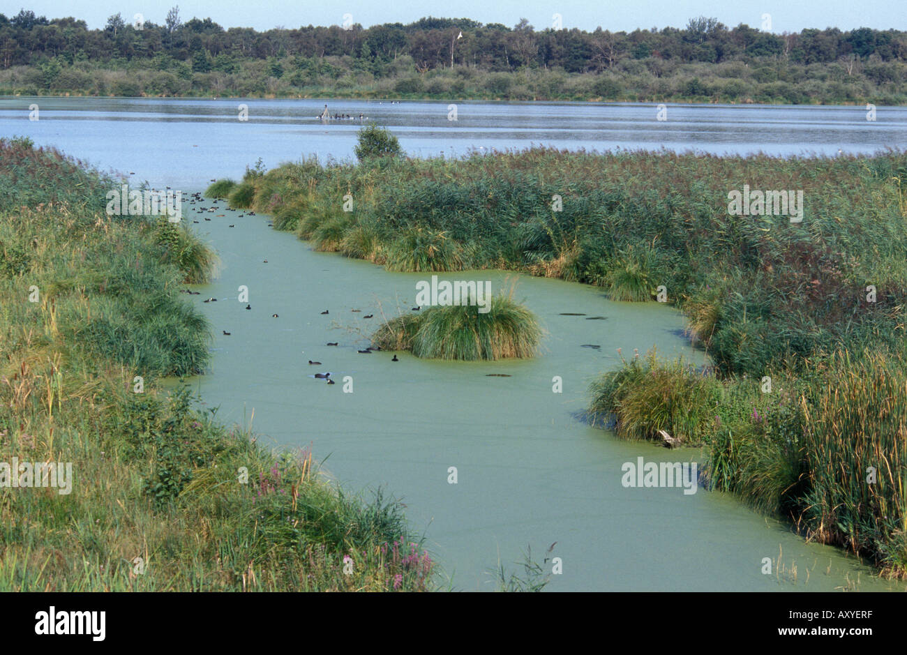 Marais Vernier - Normandy - France Wetlands Stock Photo - Alamy