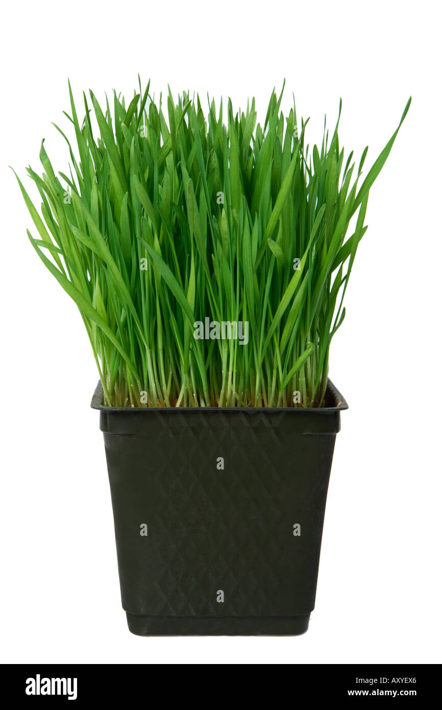 Well cut grass Cut Out Stock Images & Pictures - Alamy