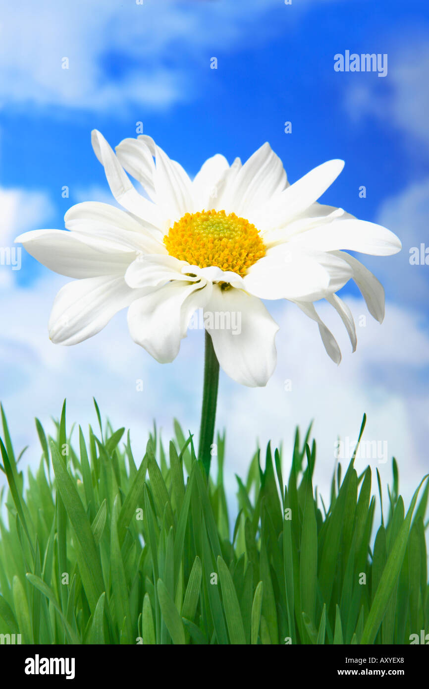 Daisy in Grass Stock Photo - Alamy