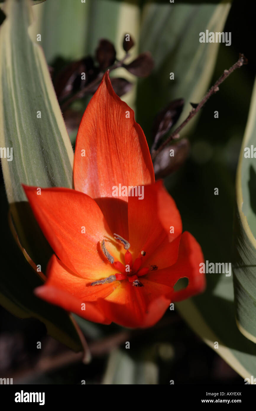 Tulip shoots hi-res stock photography and images - Alamy