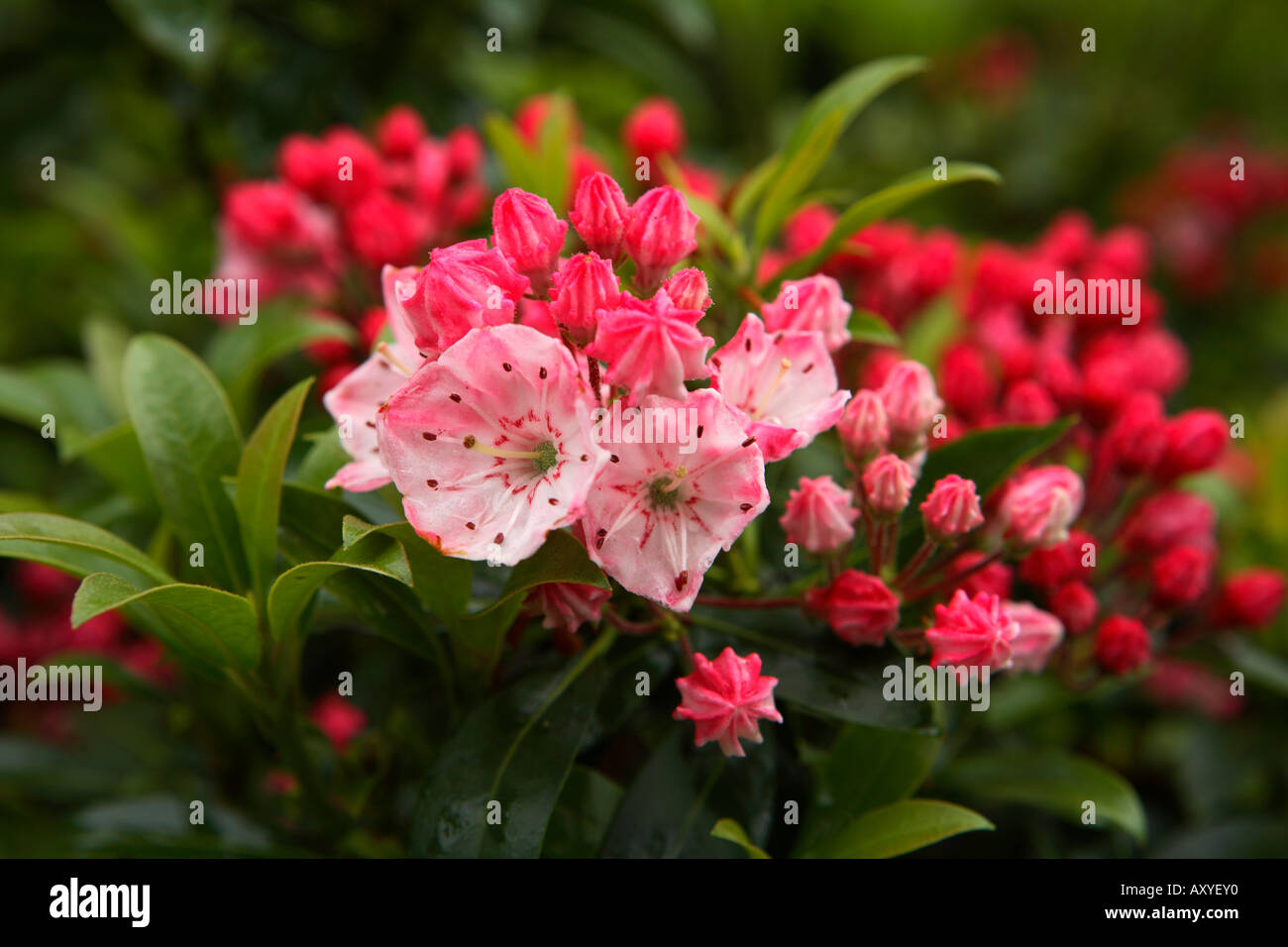 Kalmia flowering hi-res stock photography and images - Alamy