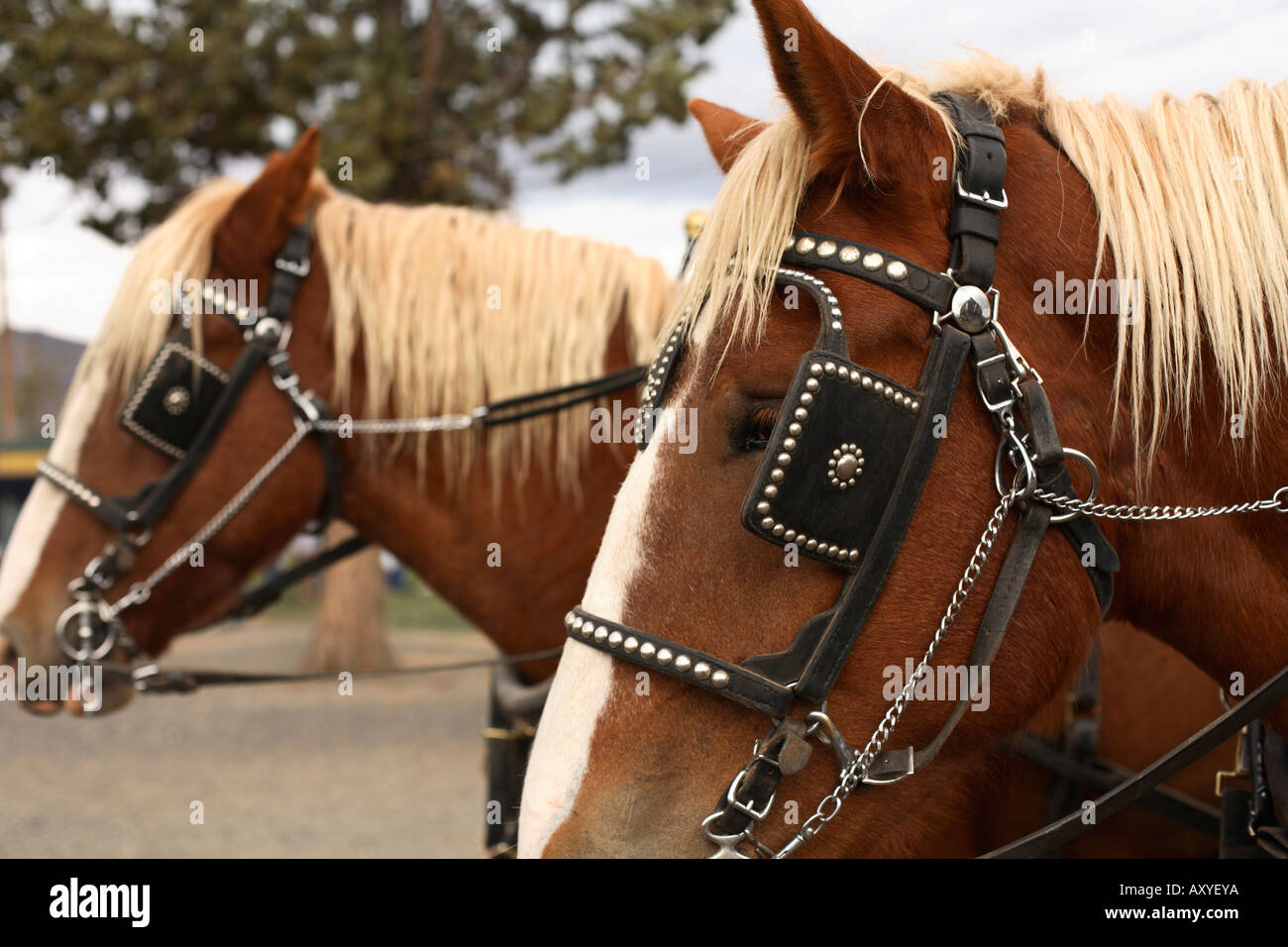 Draft horse pull hi-res stock photography and images - Alamy