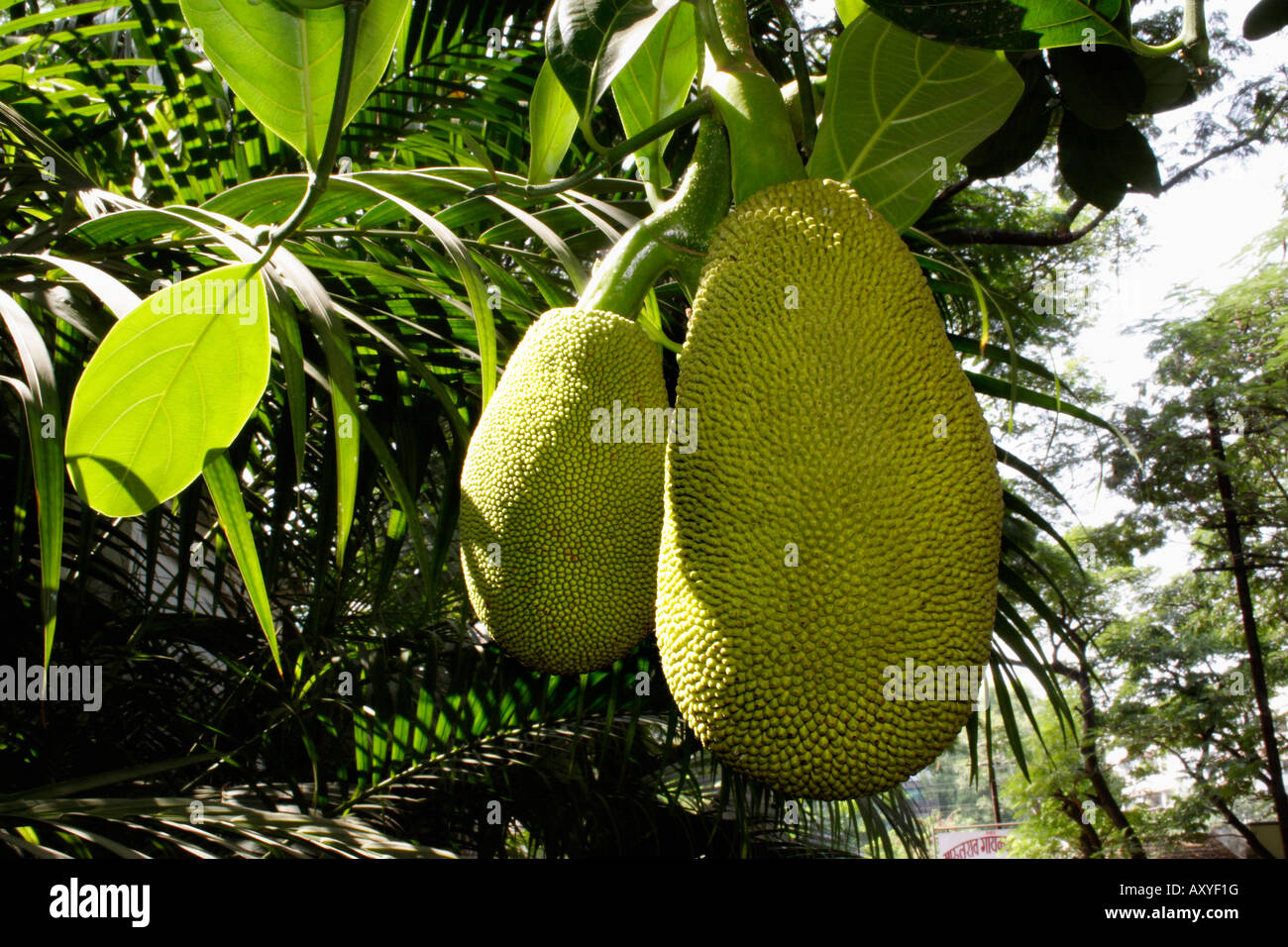 Jack fruits on a tree trunk Stock Photo - Alamy
