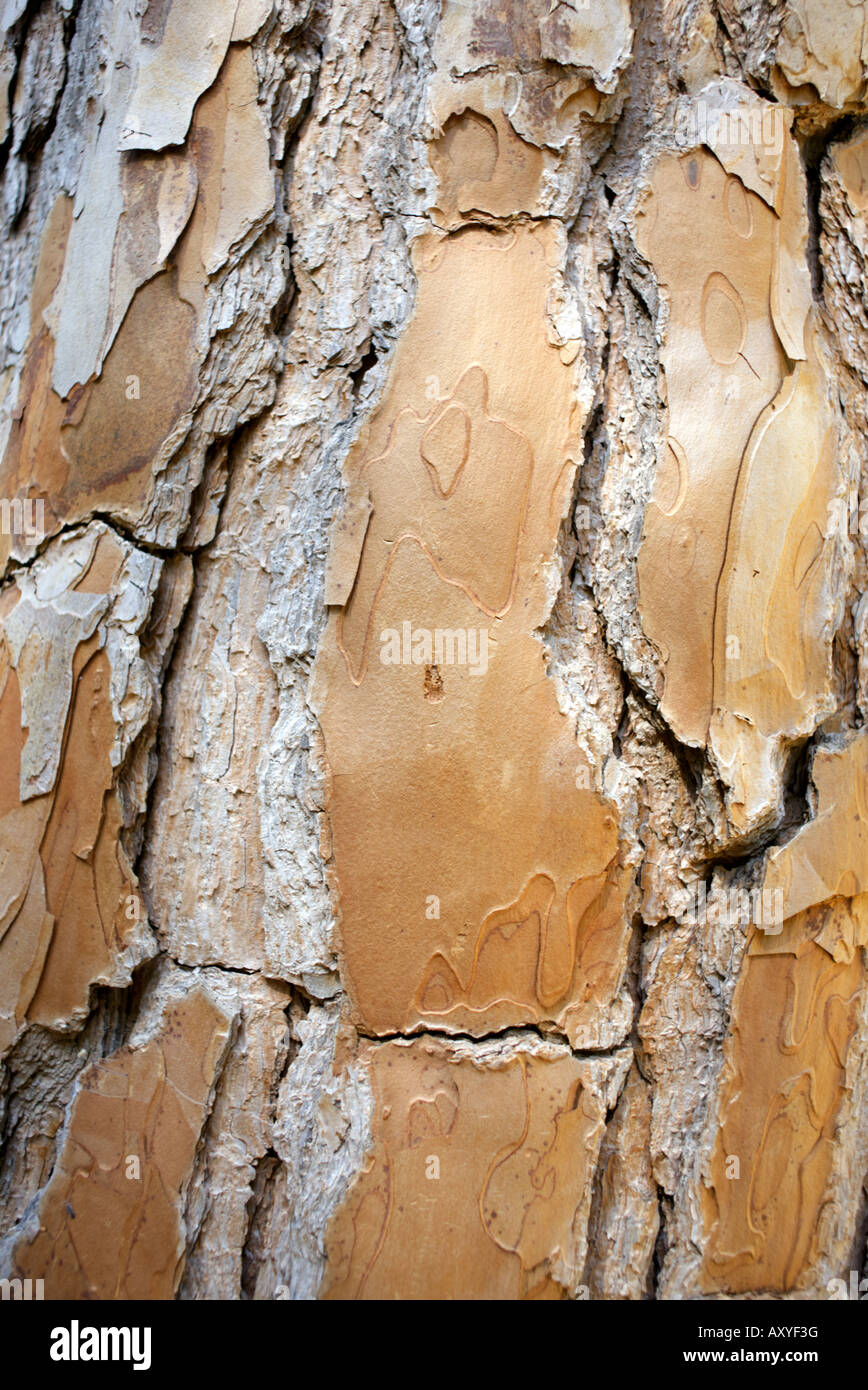 Pinus pinea l hi-res stock photography and images - Alamy