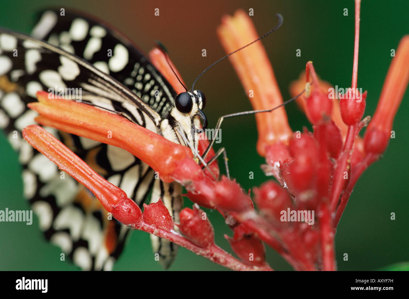 Papilo High Resolution Stock Photography and Images - Alamy