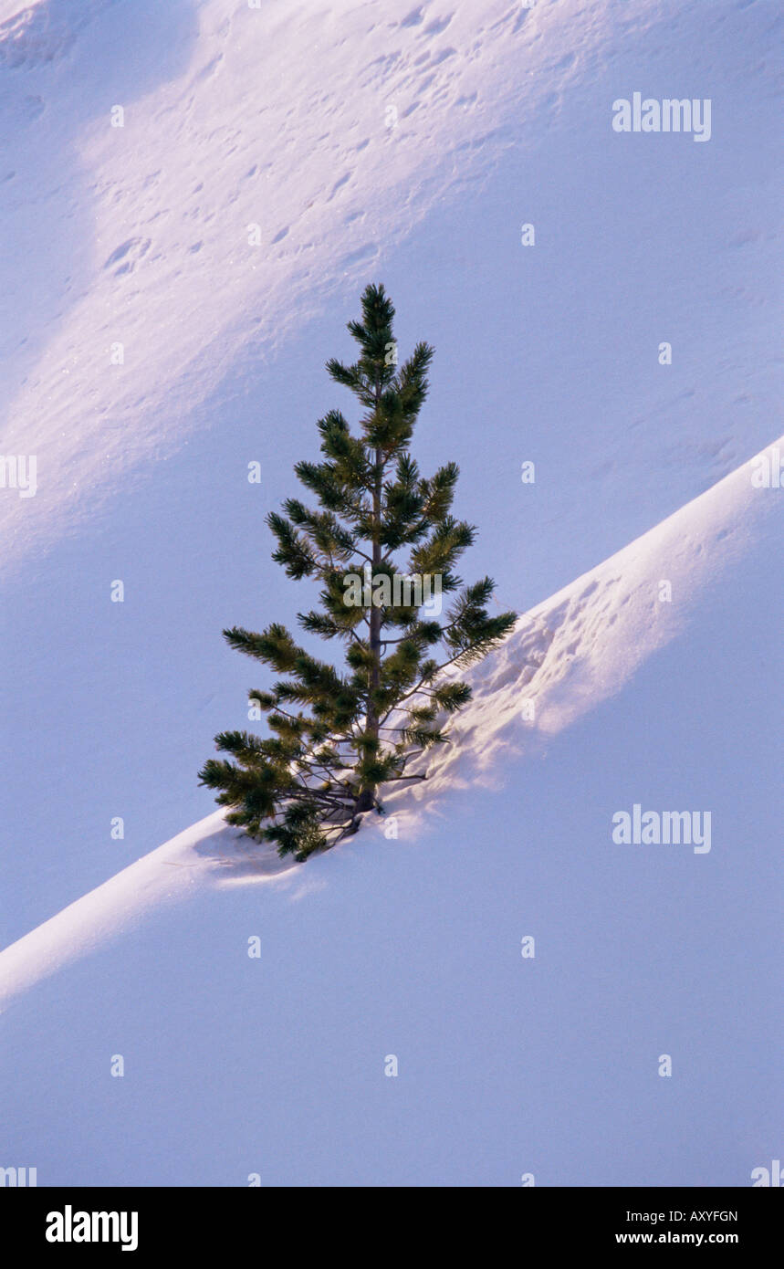 Pine hi-res stock photography and images - Alamy