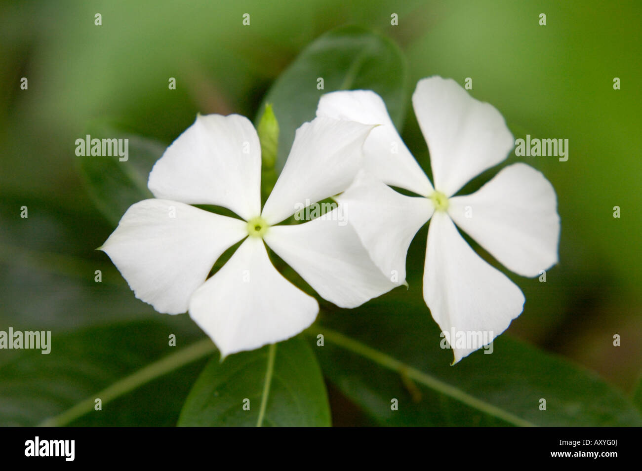 White Periwinkle Flower Symbolism