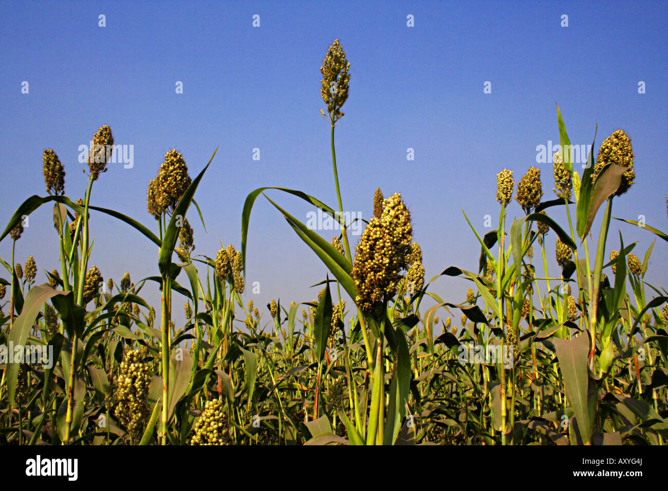 Agriculture jawar hi-res stock photography and images - Alamy