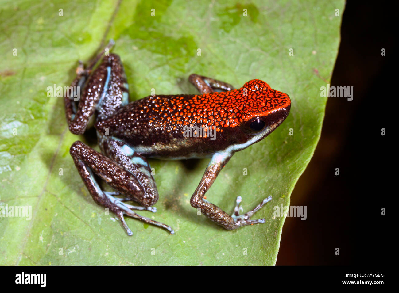 Epipedobates parvulus ecuador hi-res stock photography and images - Alamy