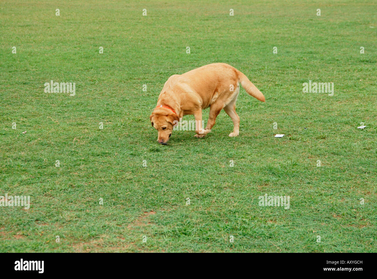 A police dog ( golden retriever) sniffing an object Stock Photo - Alamy