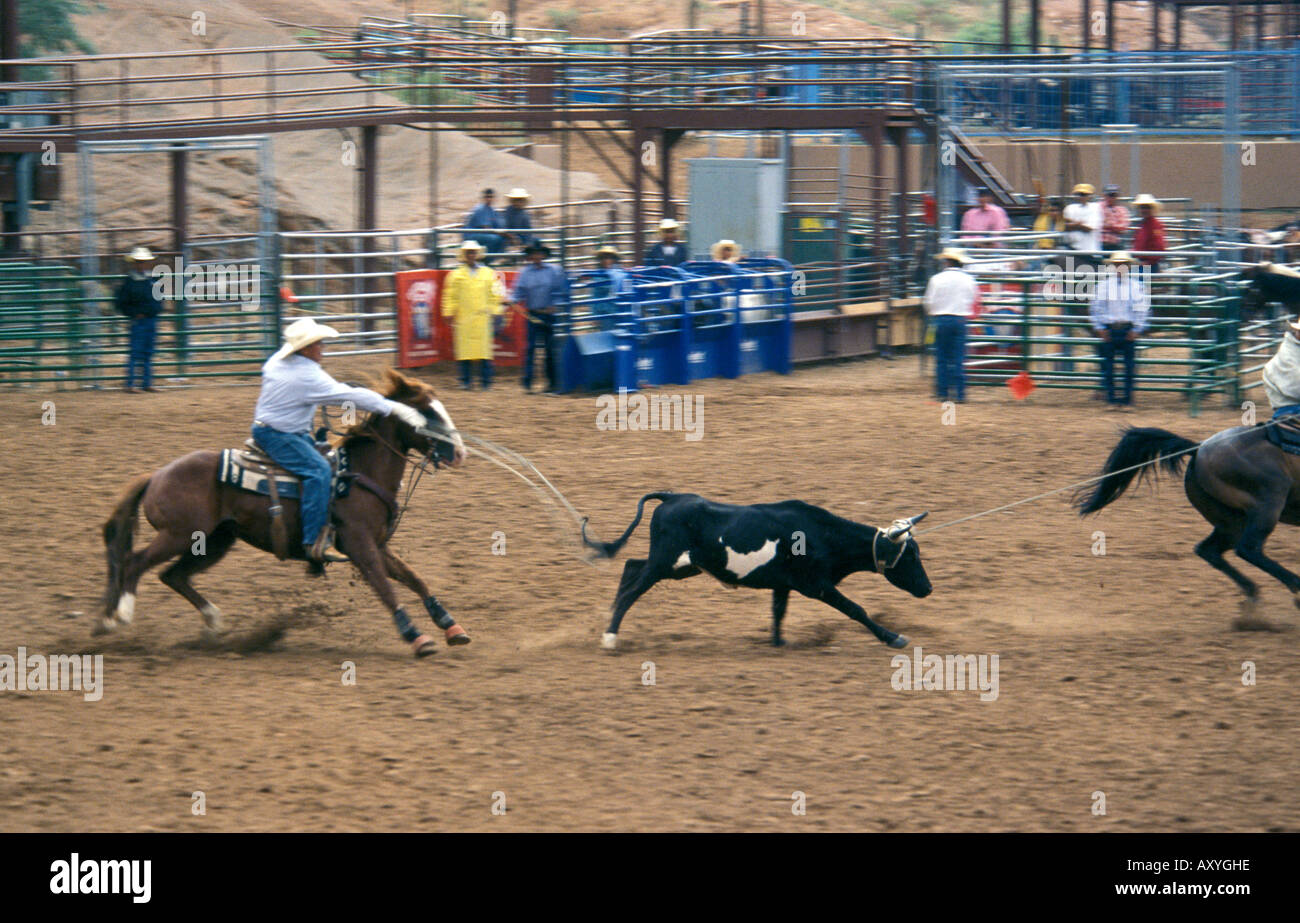 Team Calf Roping High Resolution Stock Photography and Images - Alamy