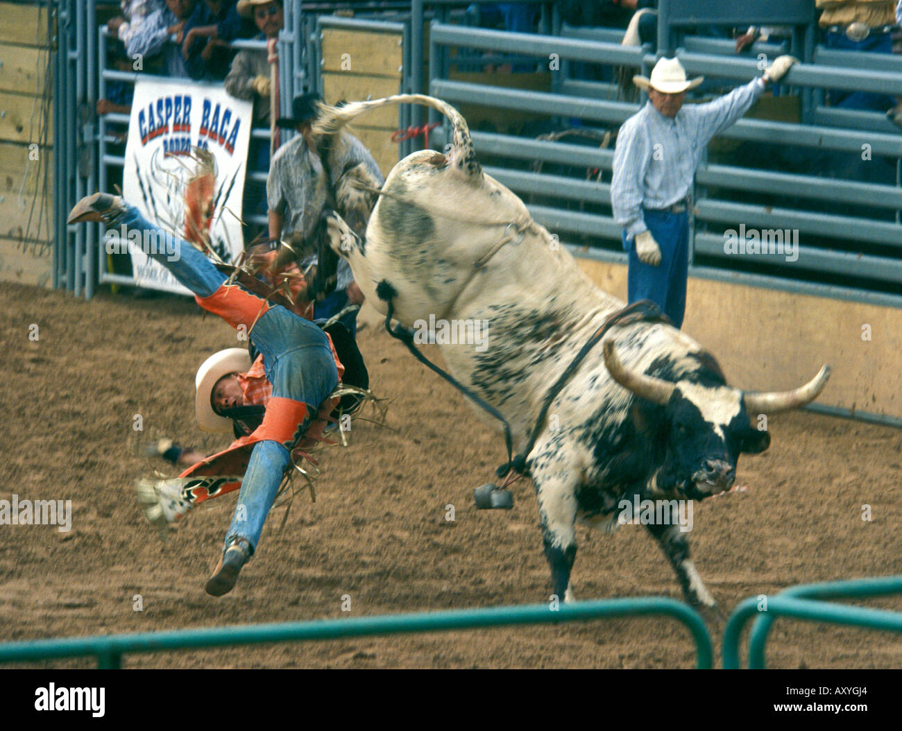 Bucking bull hi-res stock photography and images - Alamy