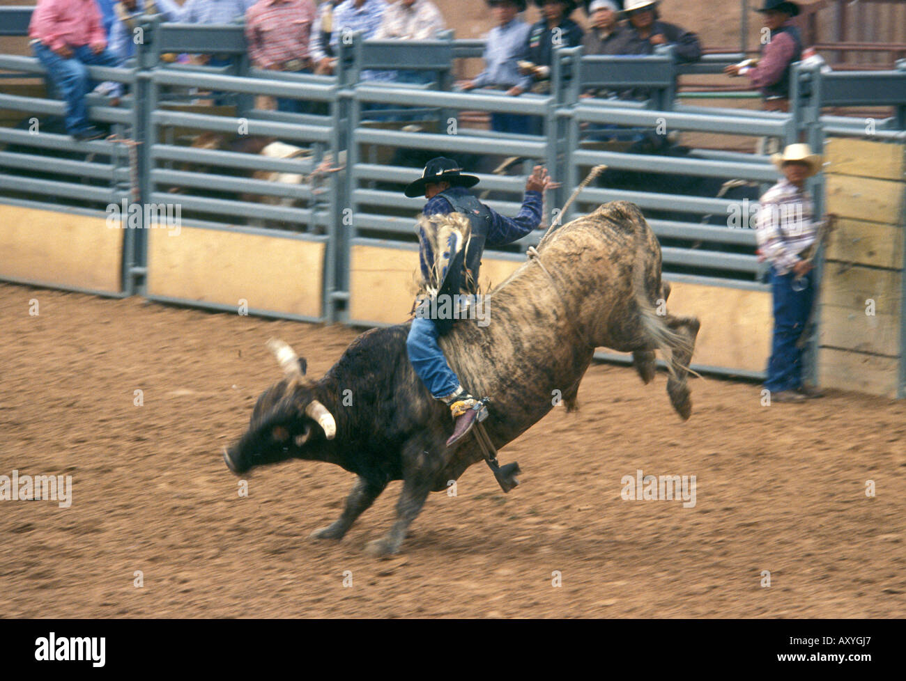 Bull riding mexico hi-res stock photography and images - Alamy
