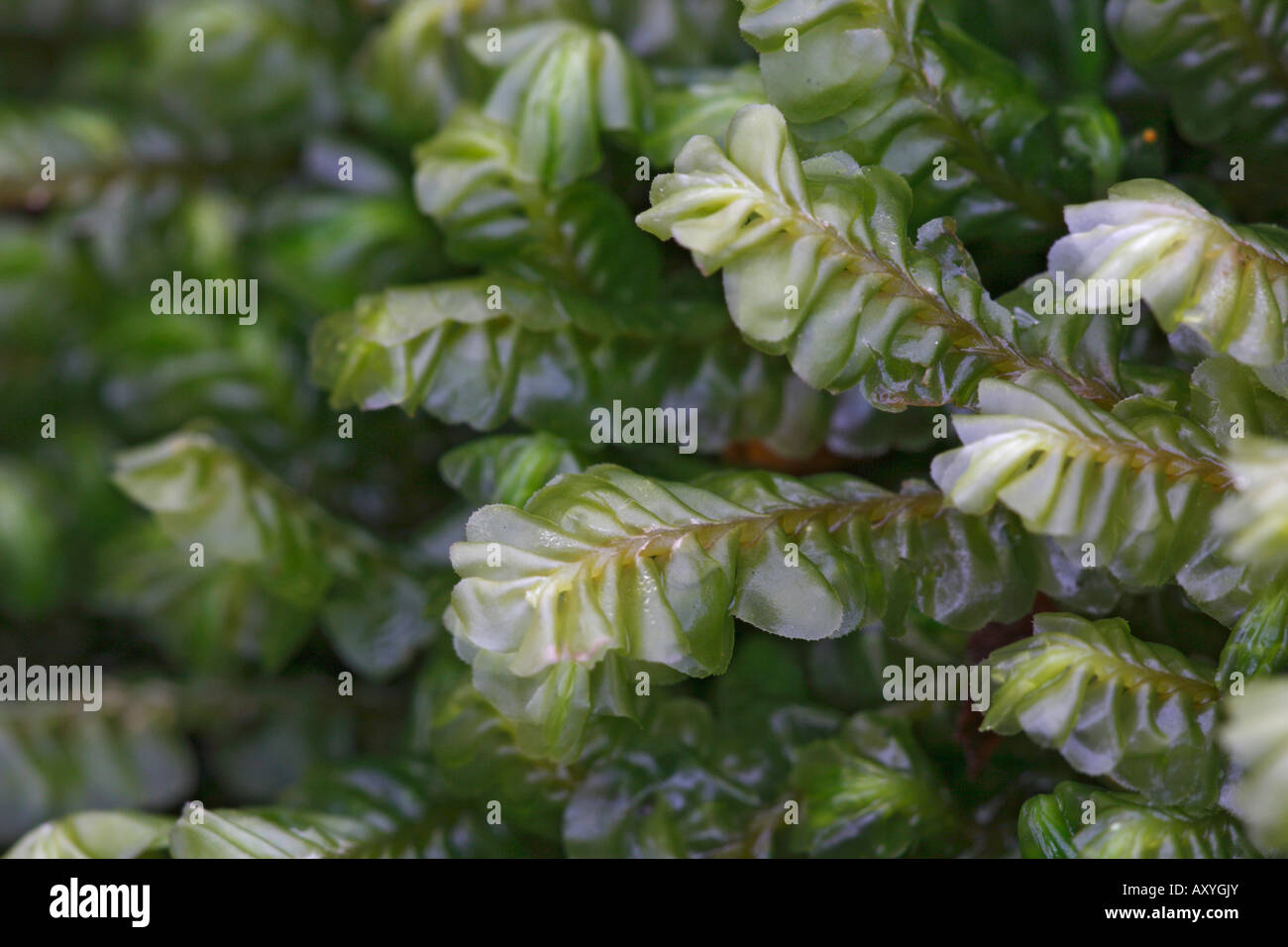Plagiochila Asplenioides High Resolution Stock Photography and Images ...