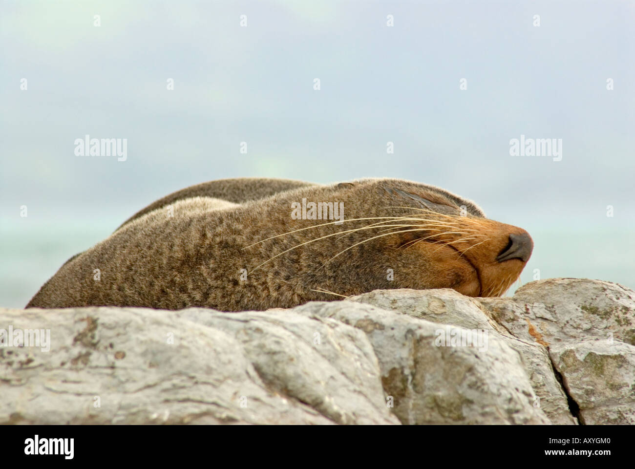 A sleepy seal Stock Photo - Alamy