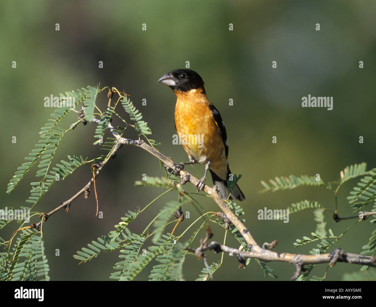 Black-headed Grosbeak Pheucticus melanocephalus - Portal - Arizona ...