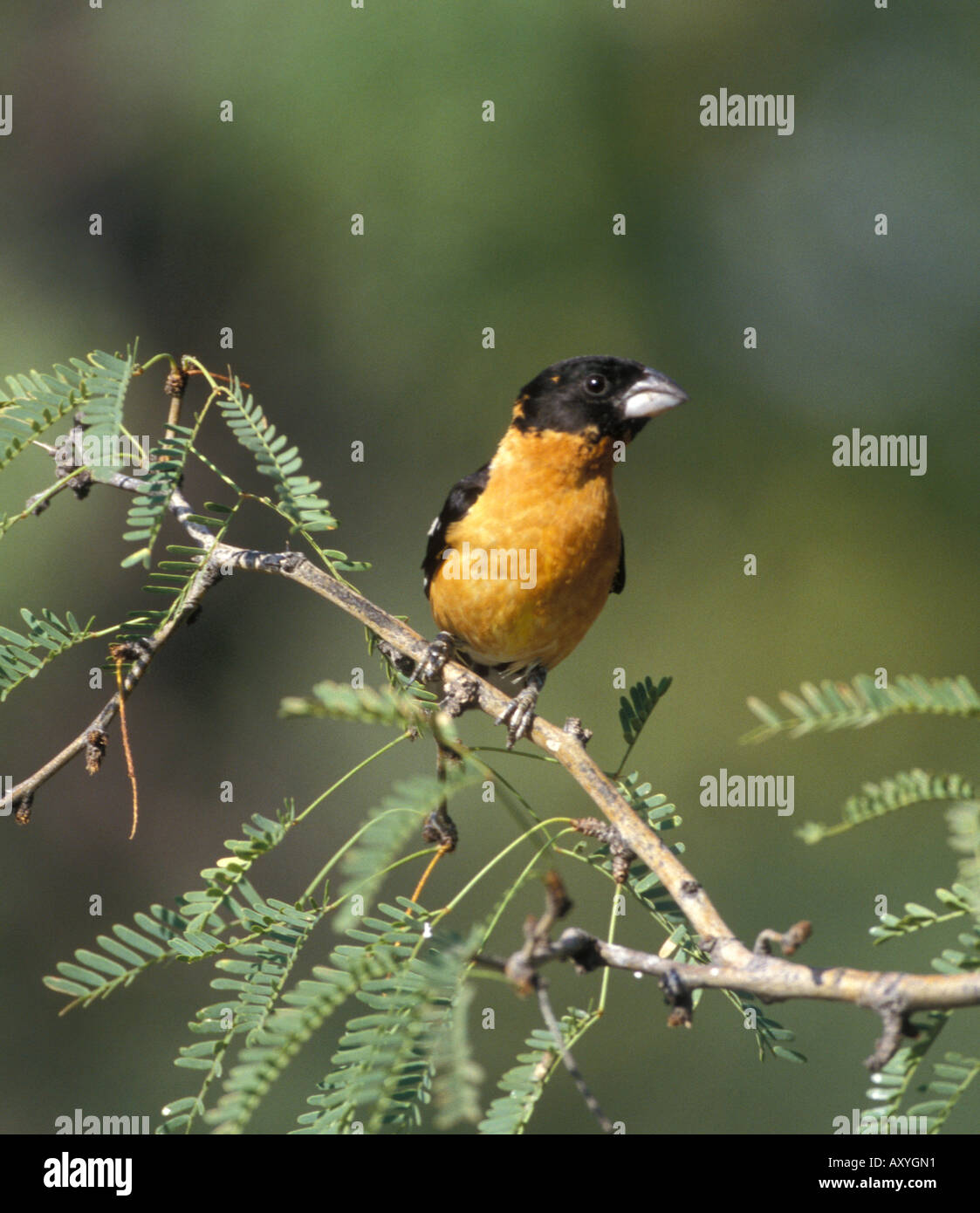Black-headed Grosbeak Pheucticus melanocephalus - Portal - Arizona ...