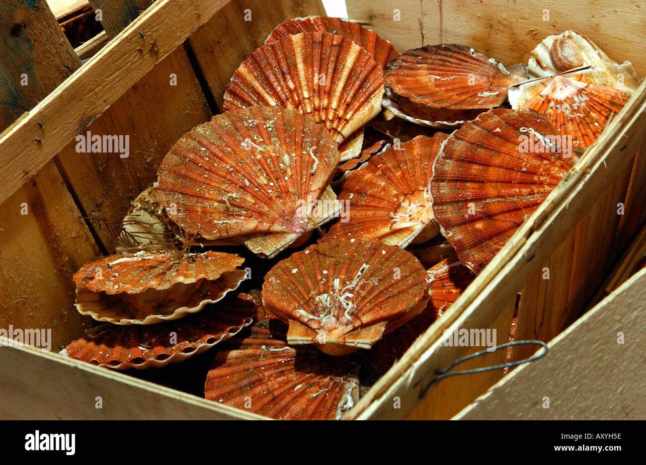 Coquilles St Jacques scallops Stock Photo - Alamy