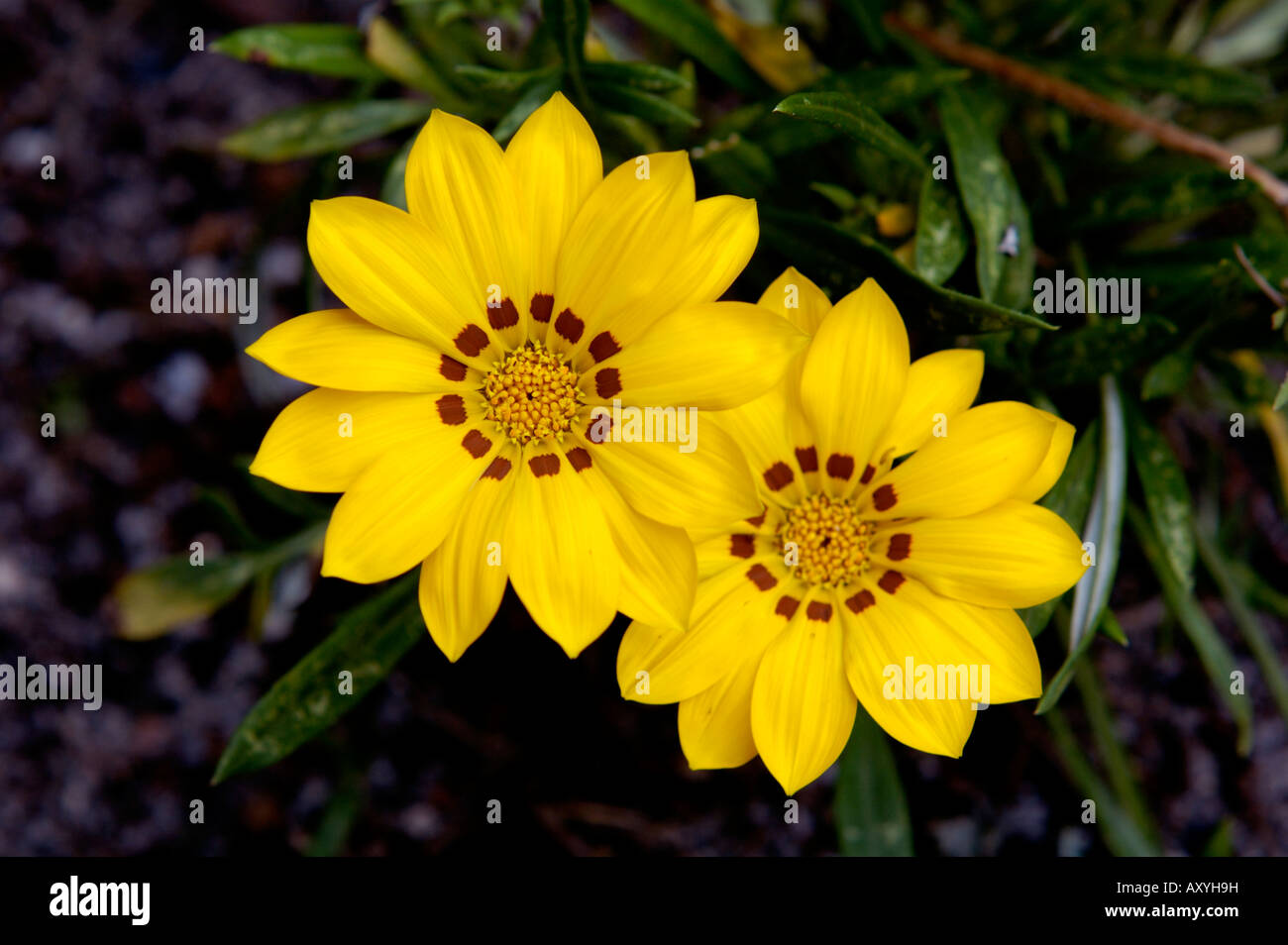 Gazania asteraceae hi-res stock photography and images - Alamy