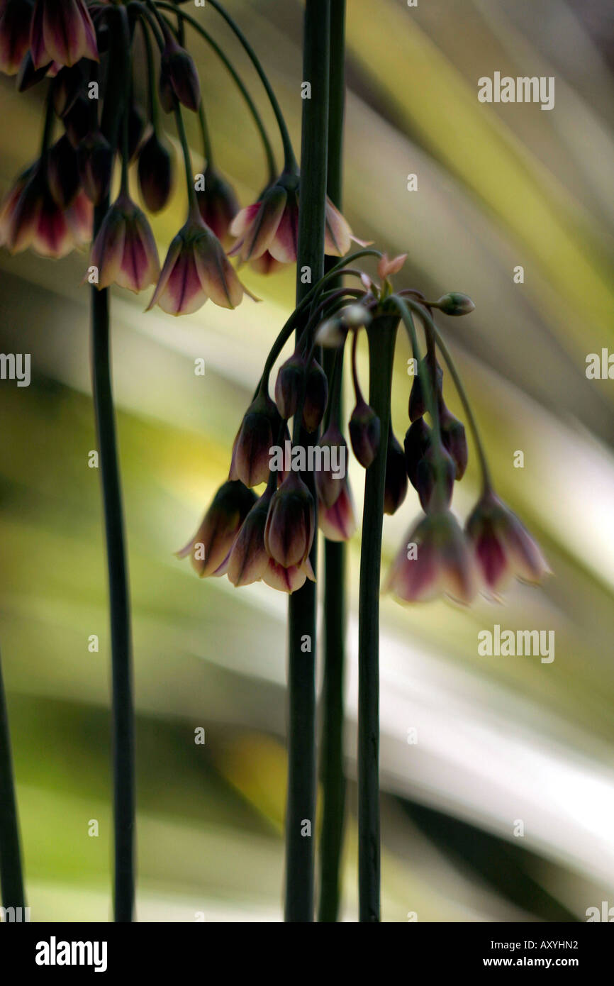 Drooping flowers hi-res stock photography and images - Alamy