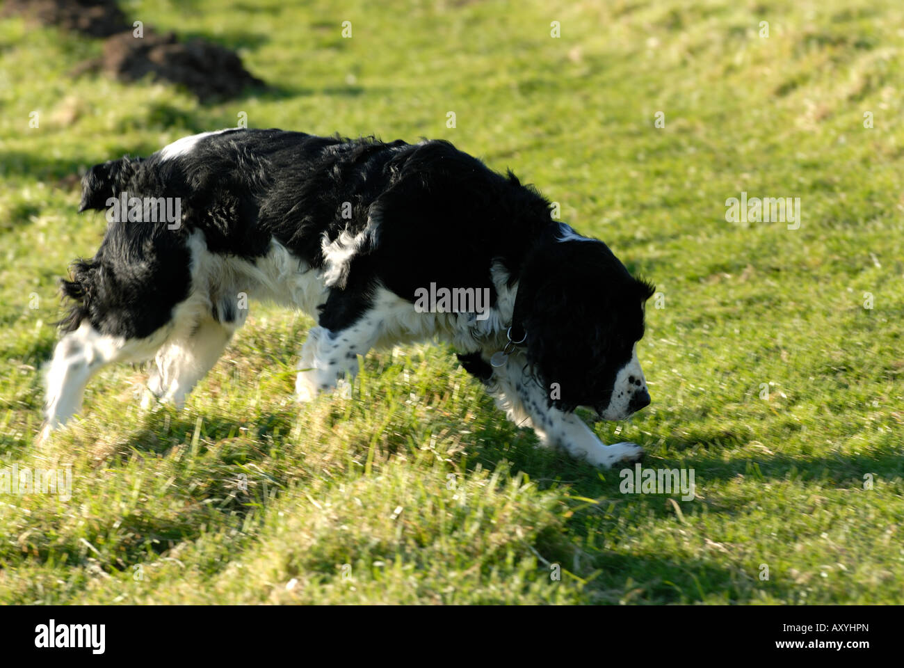 English springer spaniel dog hi-res stock photography and images - Alamy