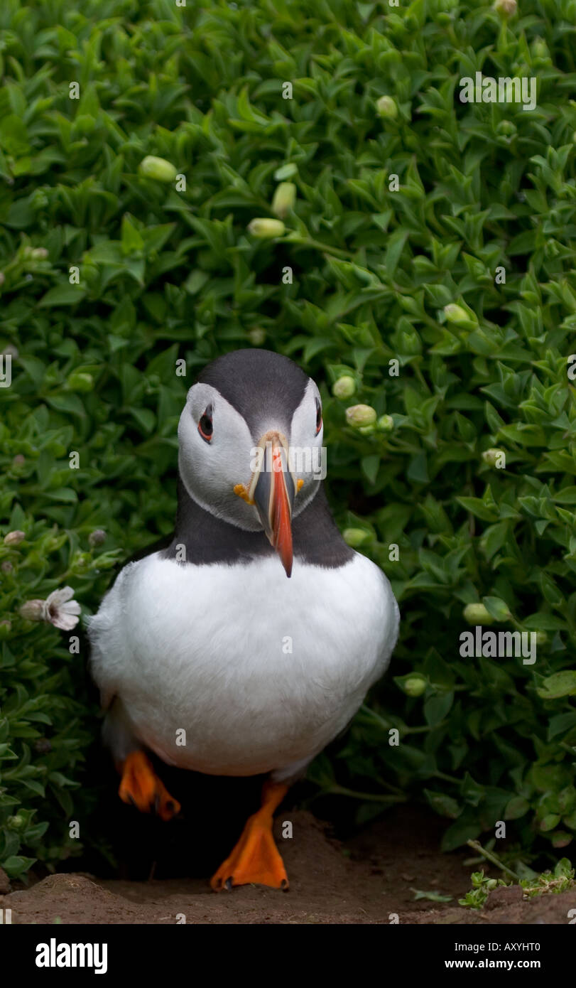 Puffin emerging from burrow Stock Photo - Alamy