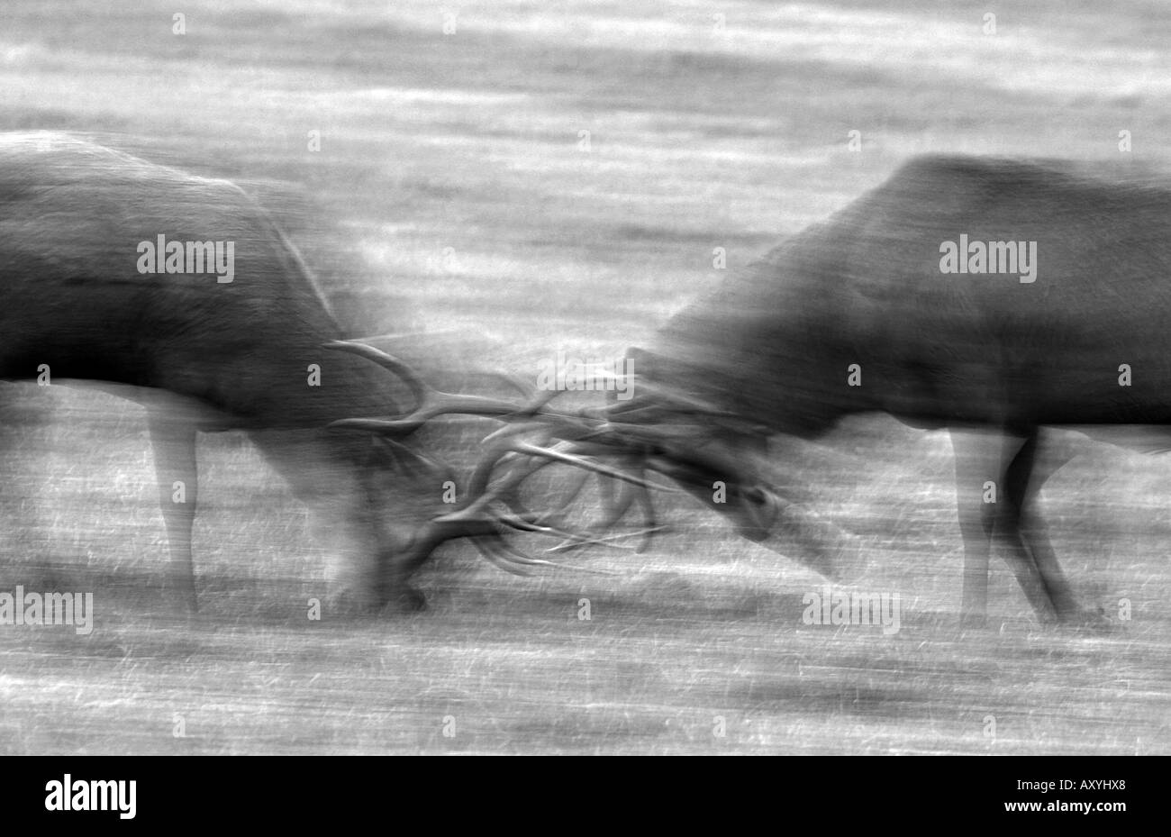 The rutt hi-res stock photography and images - Alamy