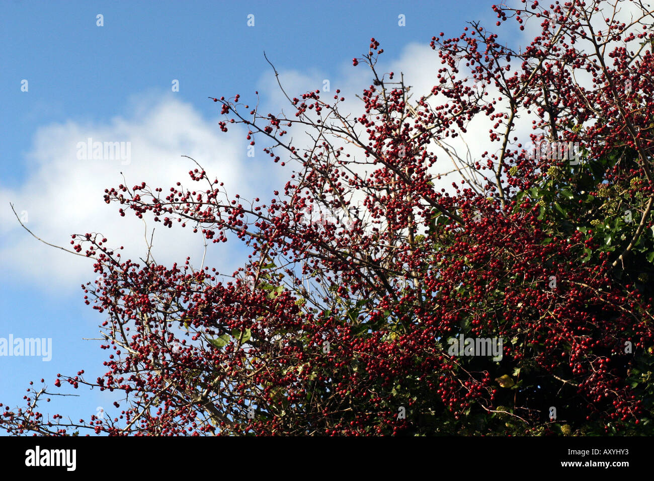 Uk hawthorn hedge garden hi-res stock photography and images - Alamy