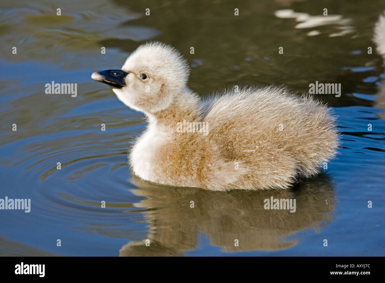Young cygnet of Black Australian Swan Cygnus atratus Slimbridge UK ...