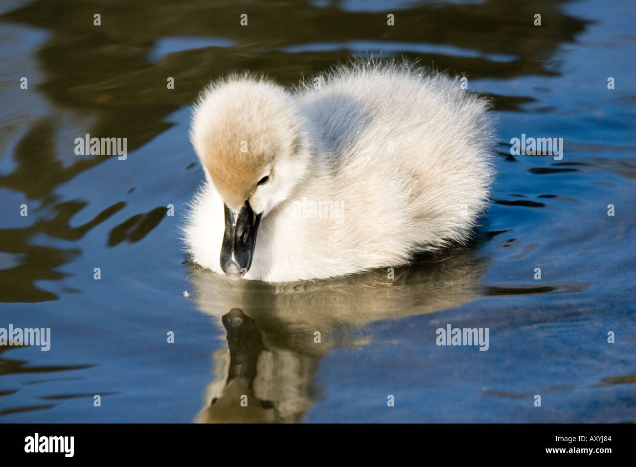 Young cygnet of Black Australian Swan Cygnus atratus Slimbridge UK ...