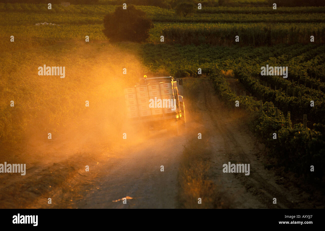 Transporting grapes hi-res stock photography and images - Alamy