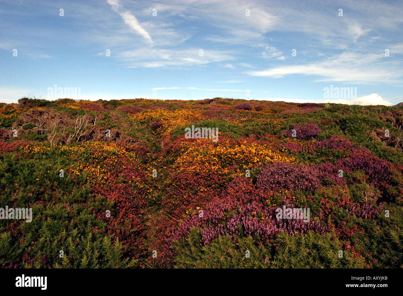 Cornish heath hi-res stock photography and images - Alamy