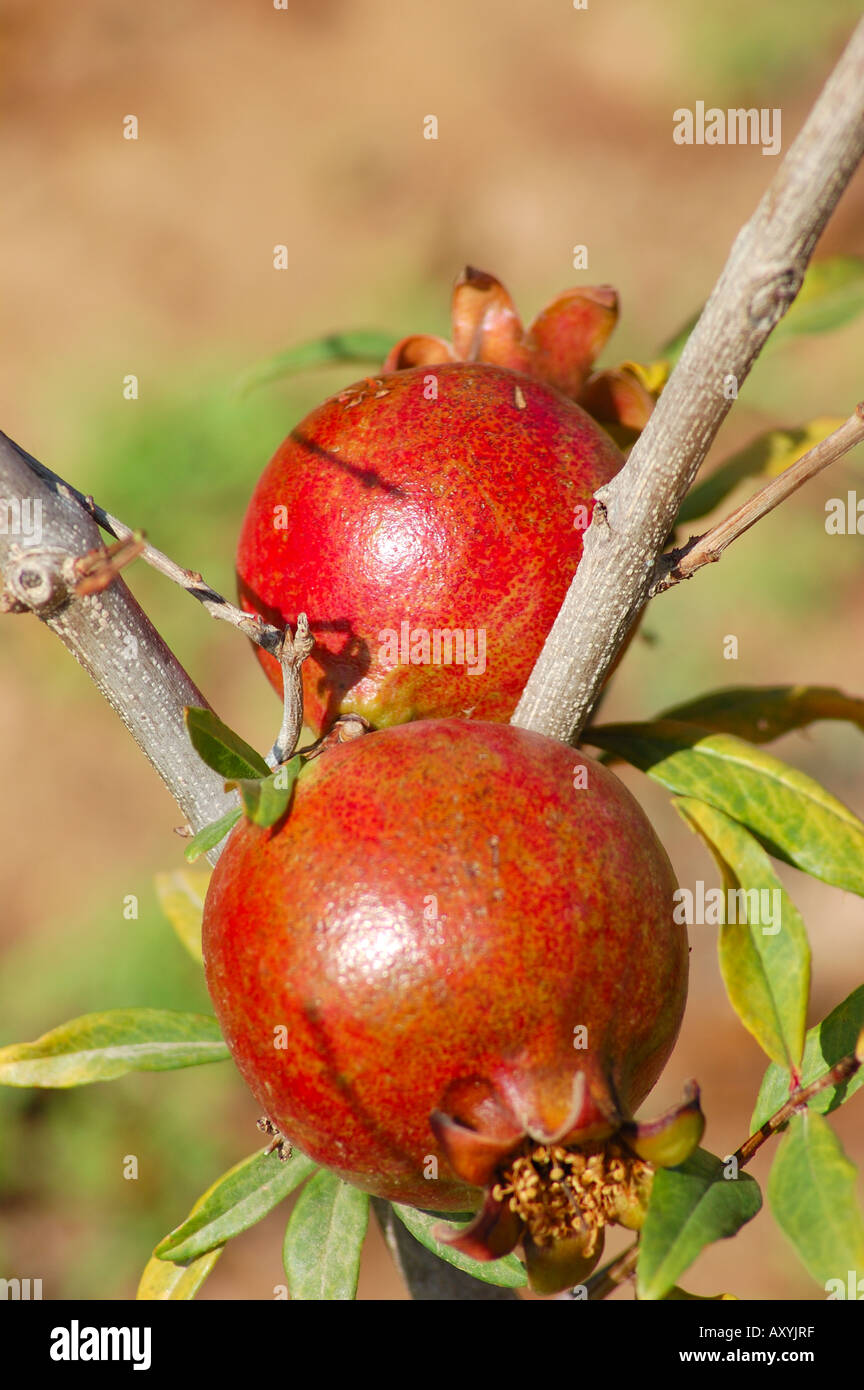 pair of pomegranates Punica granatum fruit growing in central ...