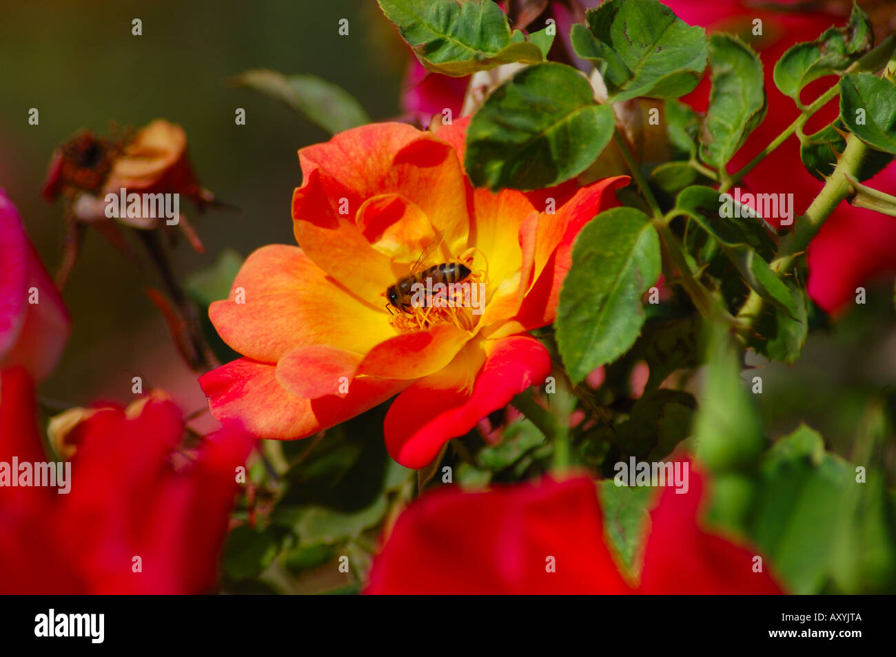 bees in colorful rose flower Stock Photo - Alamy